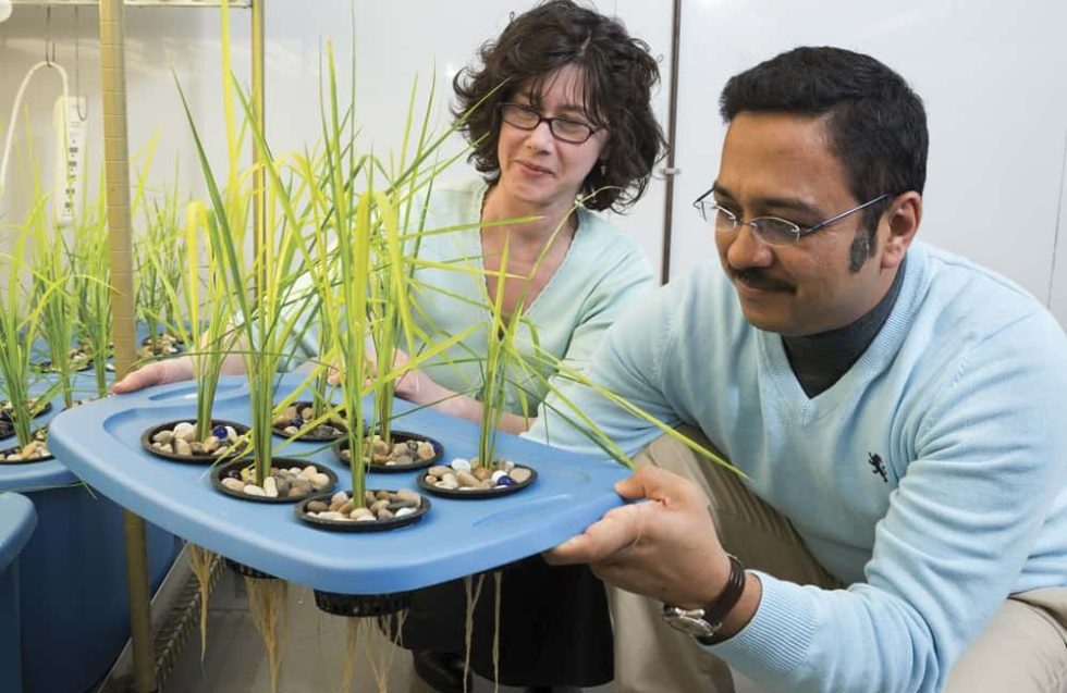 2017 Research in Progress | University of Delaware Research